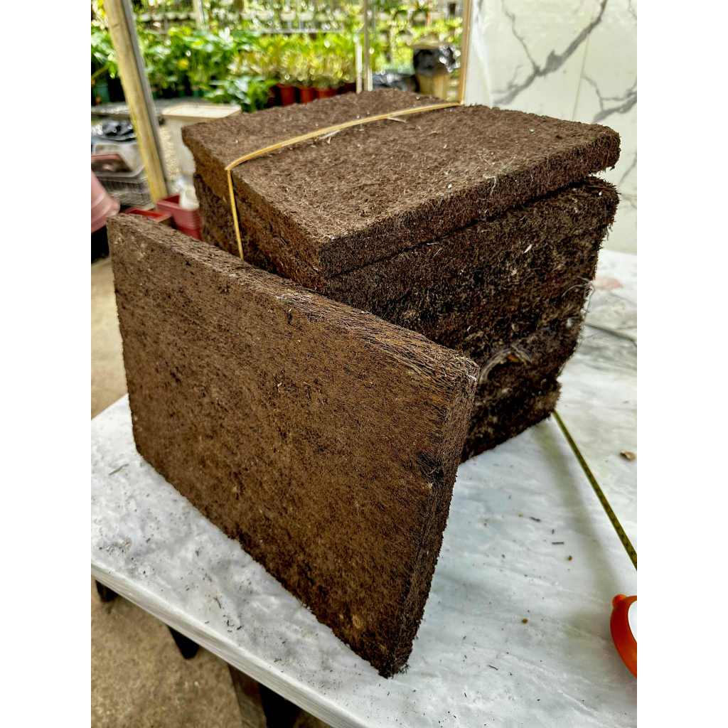 BUY 1 TAKE 1 BIG SIZE ORGANIC FERN SLAB (40cm x 28cm x 2.5 cm) Good for ...