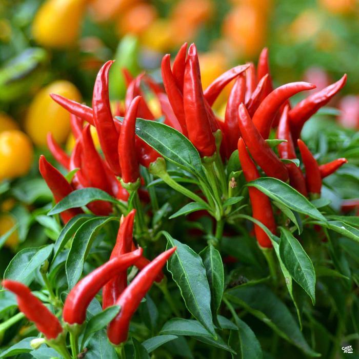 (100Seeds)-Chili seeds SILI PANIGANG / Siling Haba / Hot Pepper Green ...