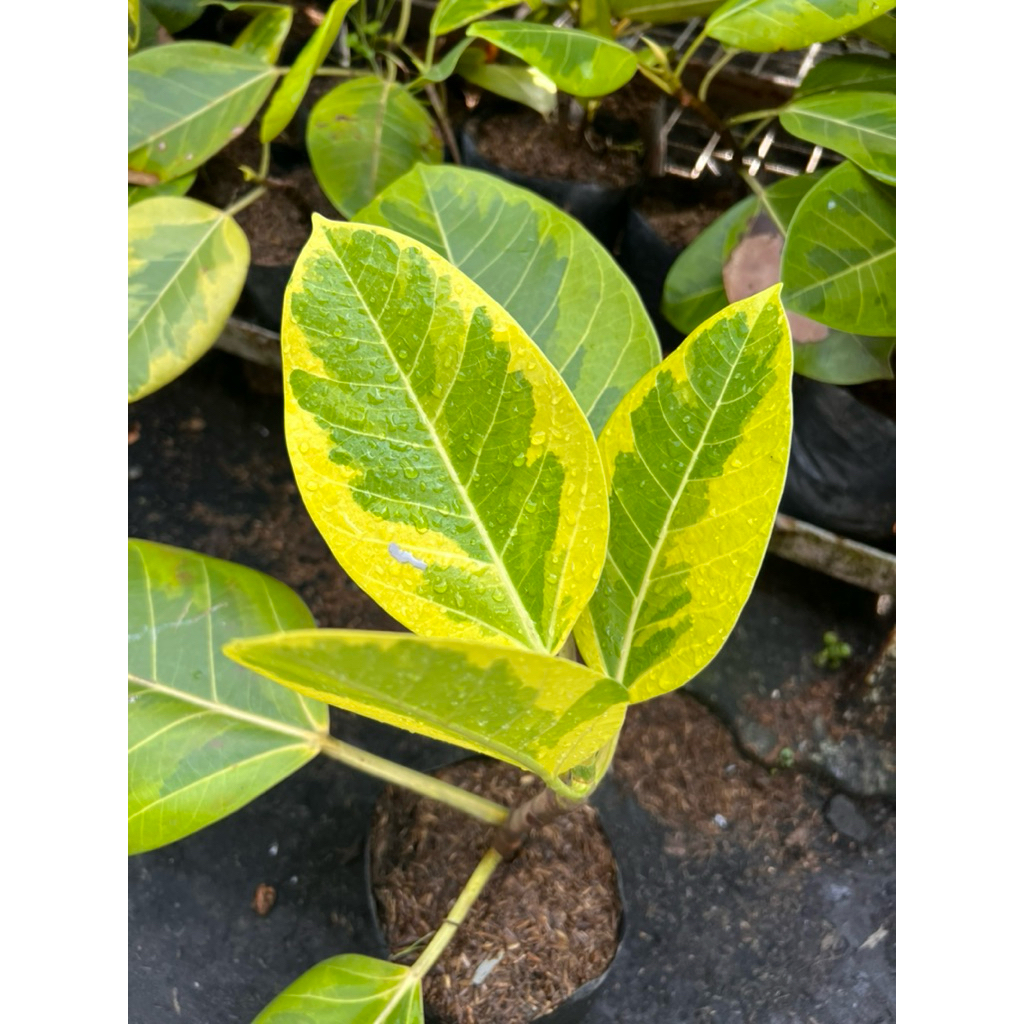Lemon Lime Rubber Plant | Live Plant | Shopee Philippines