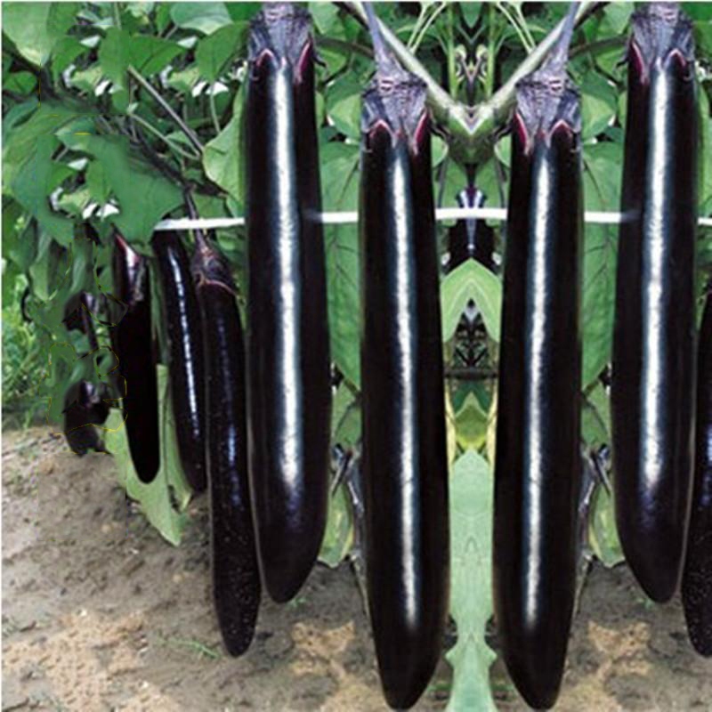 100 seeds Fresh Long Purple Eggplant Seeds Talong Seeds for Planting ...