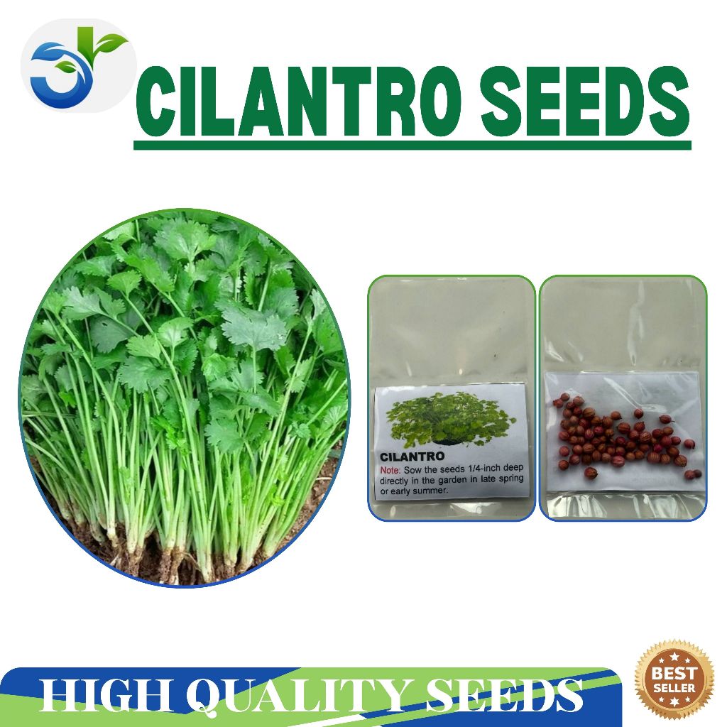 Cilantro / Coriander / Wansoy / 50seeds - (1pack) | Shopee Philippines