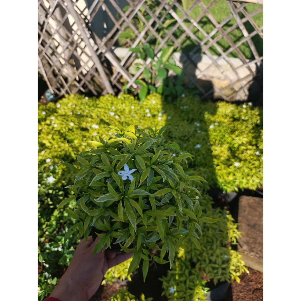 Golden Pandakaki Live plants Buy 5+1 Free | Shopee Philippines
