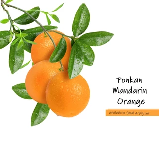 Shop ponkan for Sale on Shopee Philippines