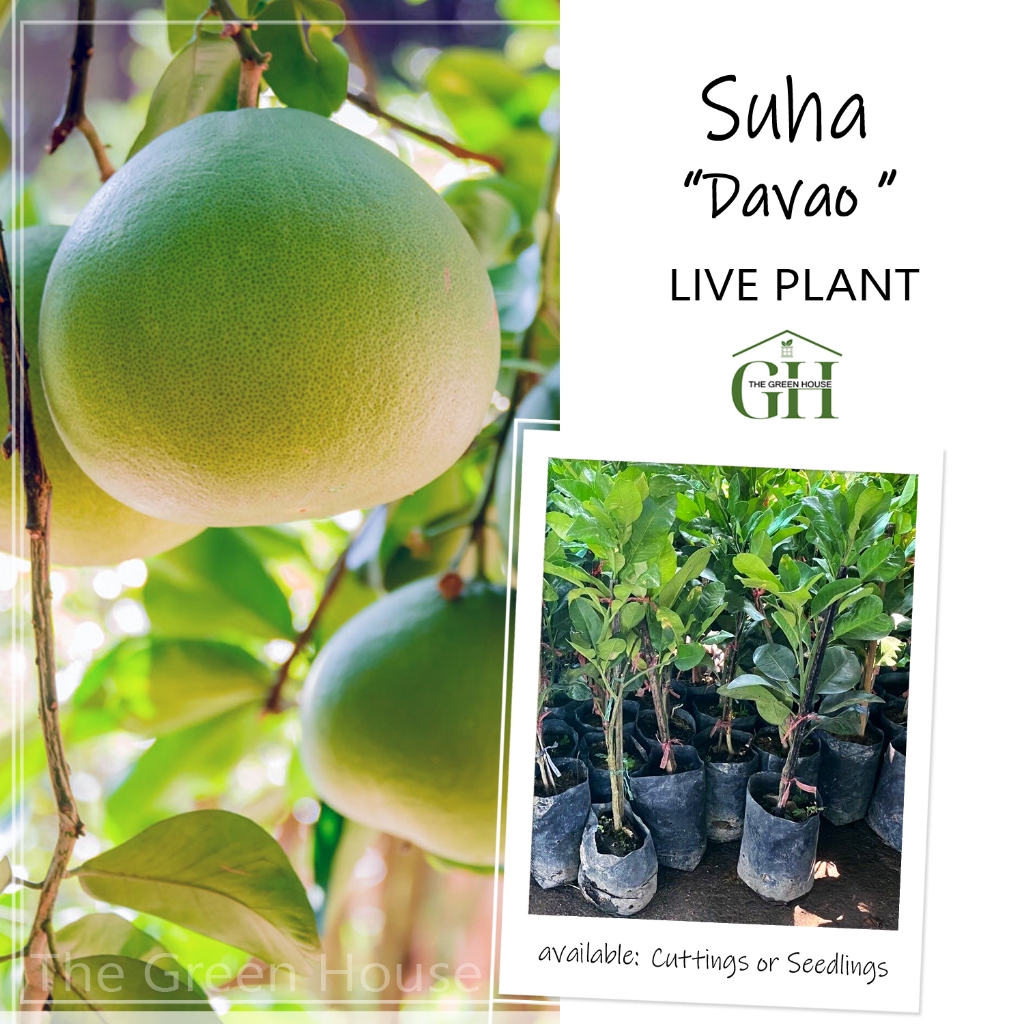 SUHA/POMELO GRAFTED (Davao) SEEDLINGS- size: 10 - 12 inches tall ...