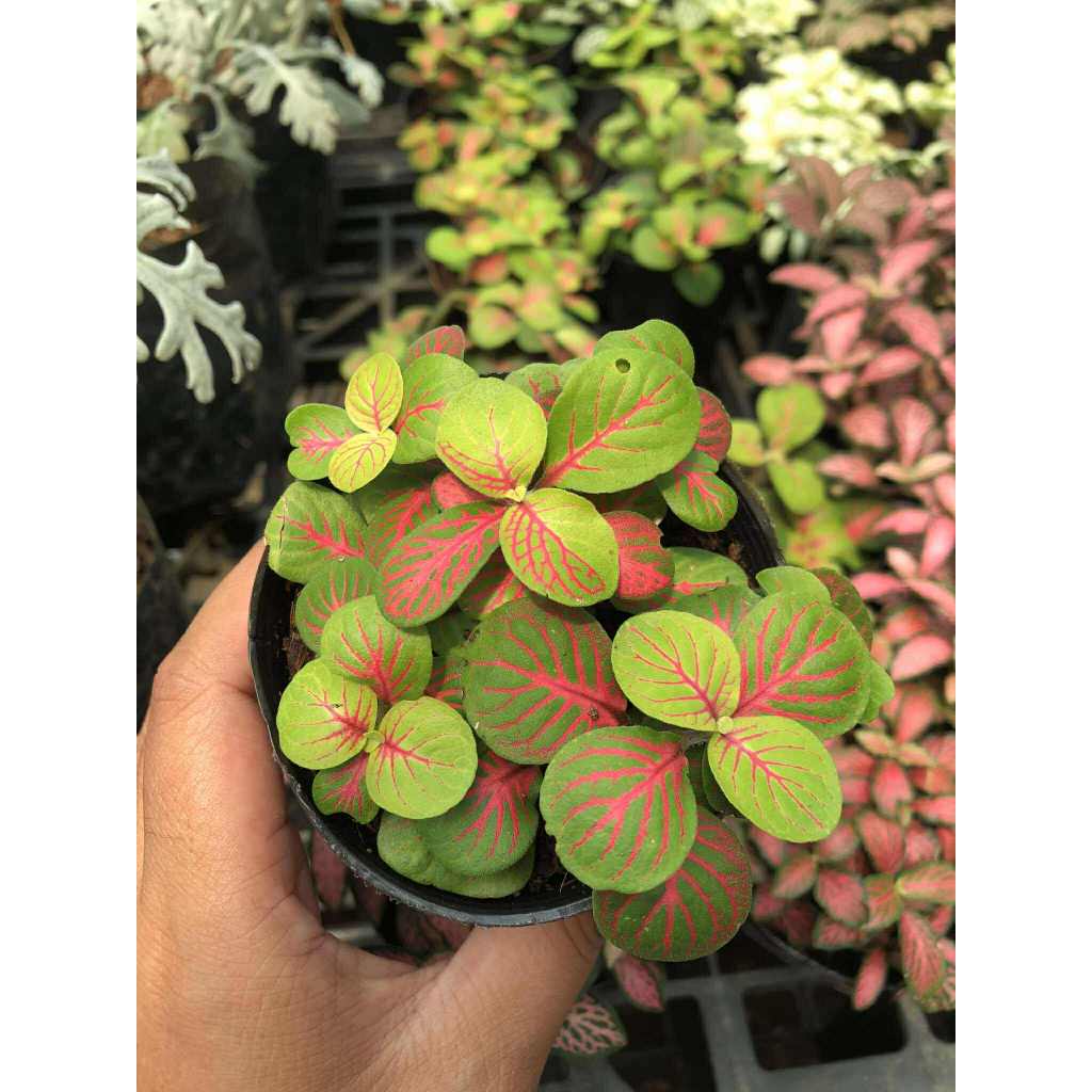 109 PESOS Assorted Fittonia (Limited Stocks) with FREE garden soil and ...