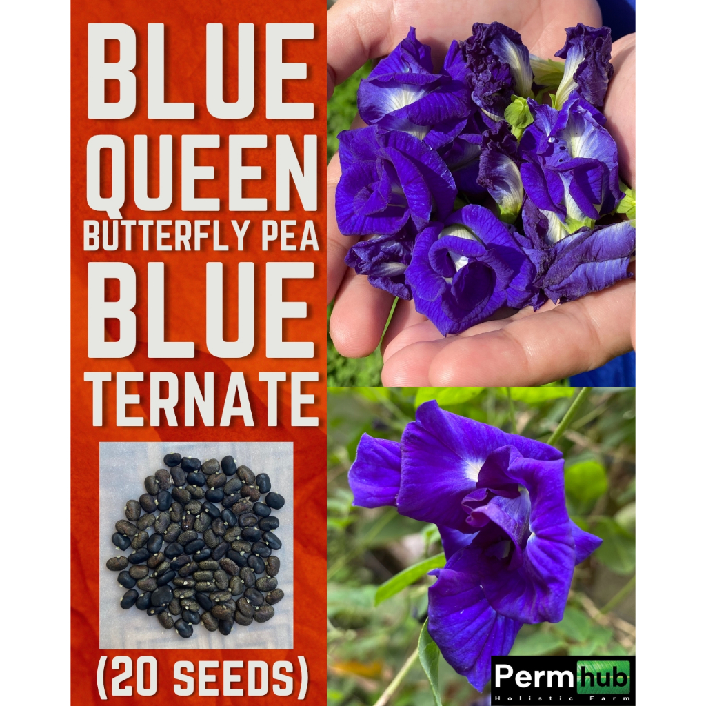 (Blue Queen Variety) Blue Ternate Butterfly Pea (20 seeds) | Shopee ...