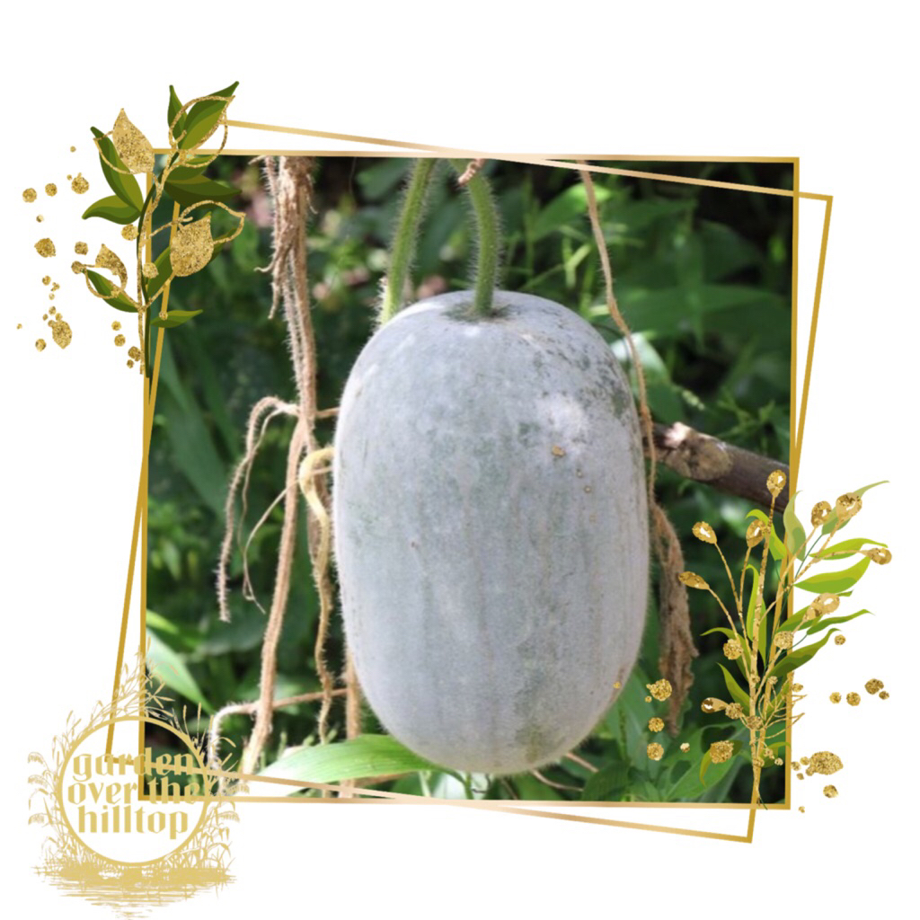 sweet wintermelon tangkoy kundol seeds ash gourd white gourd seeds ...