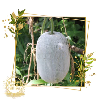 Shop kundol for Sale on Shopee Philippines