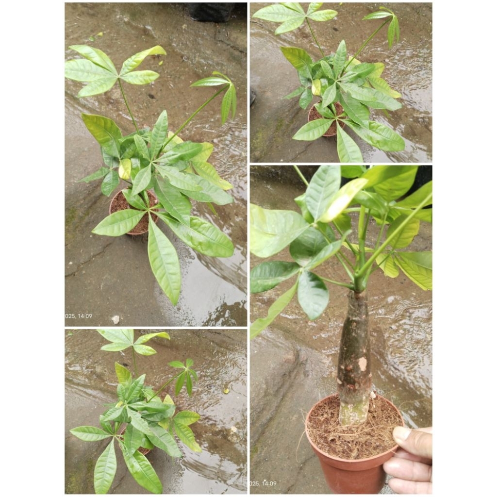 Pachira-Tree/Money-Tree (Air Purifier) | Shopee Philippines