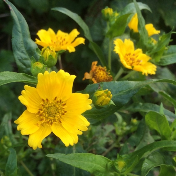 Nyjer Flower Seeds Rare Flower Seeds Heirloom Flower Seeds Organic ...