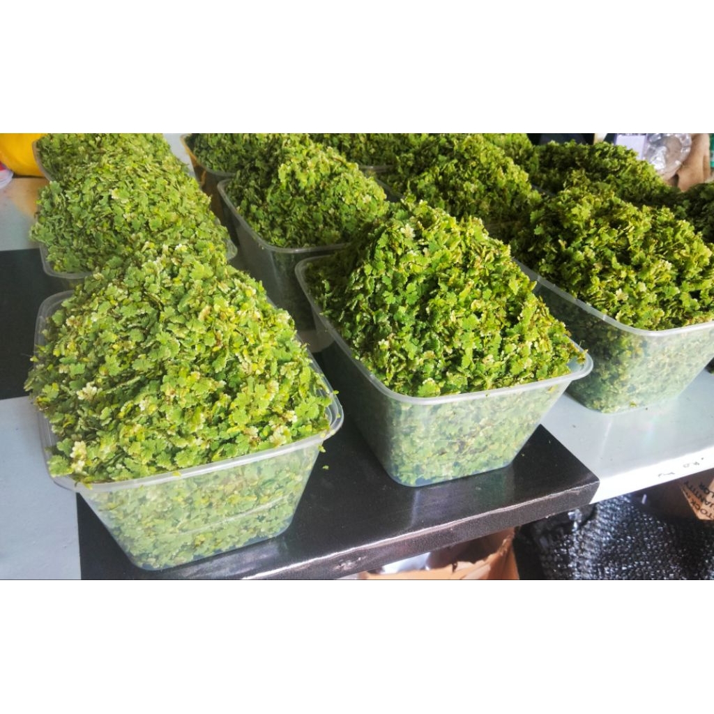 500ML Tub Azolla per Organic Food / Animal Feed stock Pagkain Hayop theoriginal1 | Shopee ...