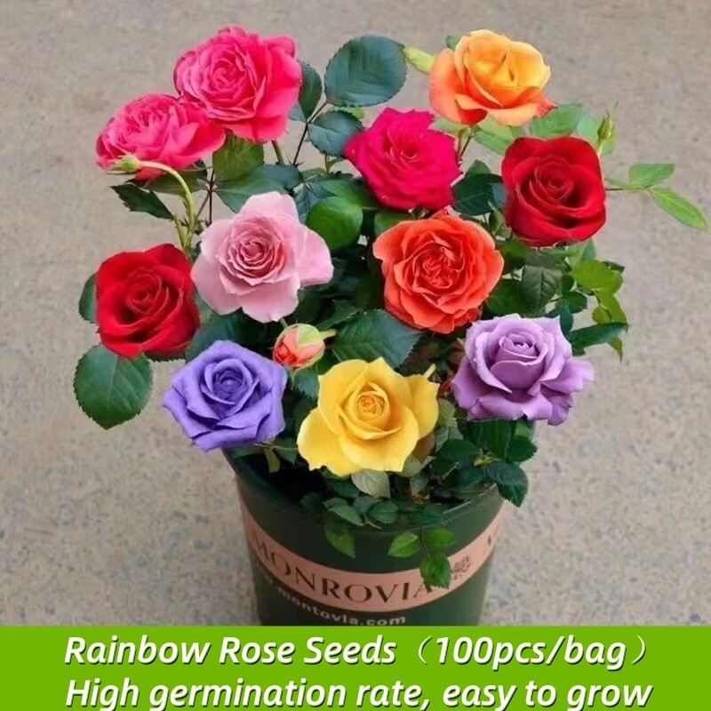 100seeds/bag Mixed Rainbow Rose Seeds, Hardy Flower Seeds for Outdoor ...
