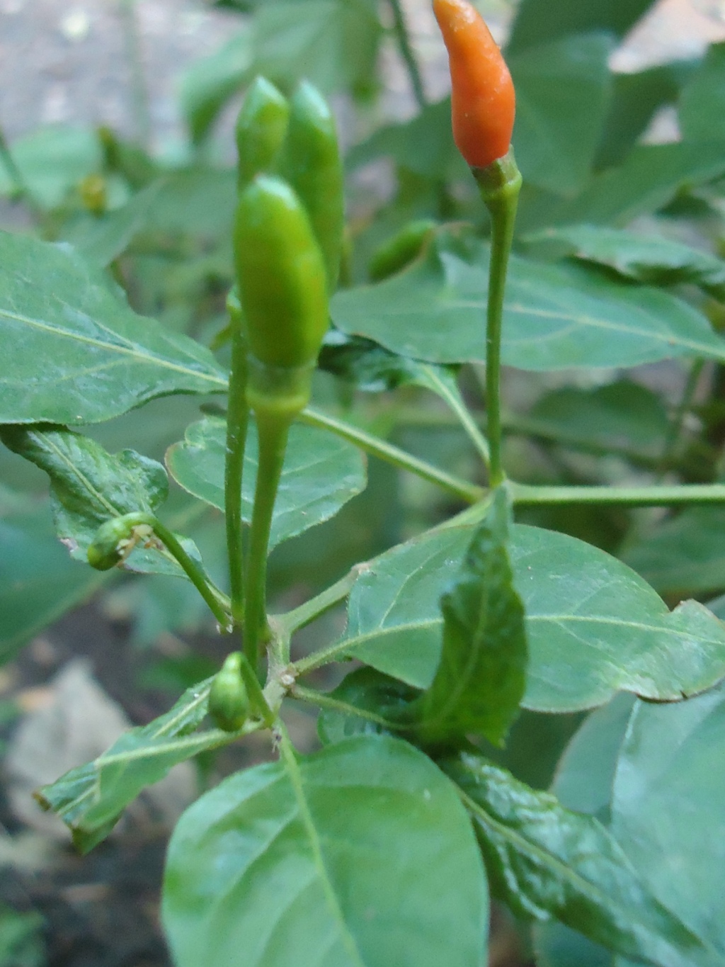 SILING LABUYO/TARE 12pcs (Siling Tingala) SEEDLINGS | Shopee Philippines