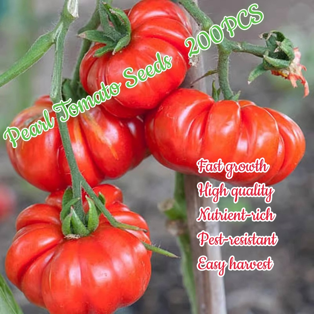 PEARL TOMATO / (200 seeds) BEEF STEAK TOMATO | Shopee Philippines
