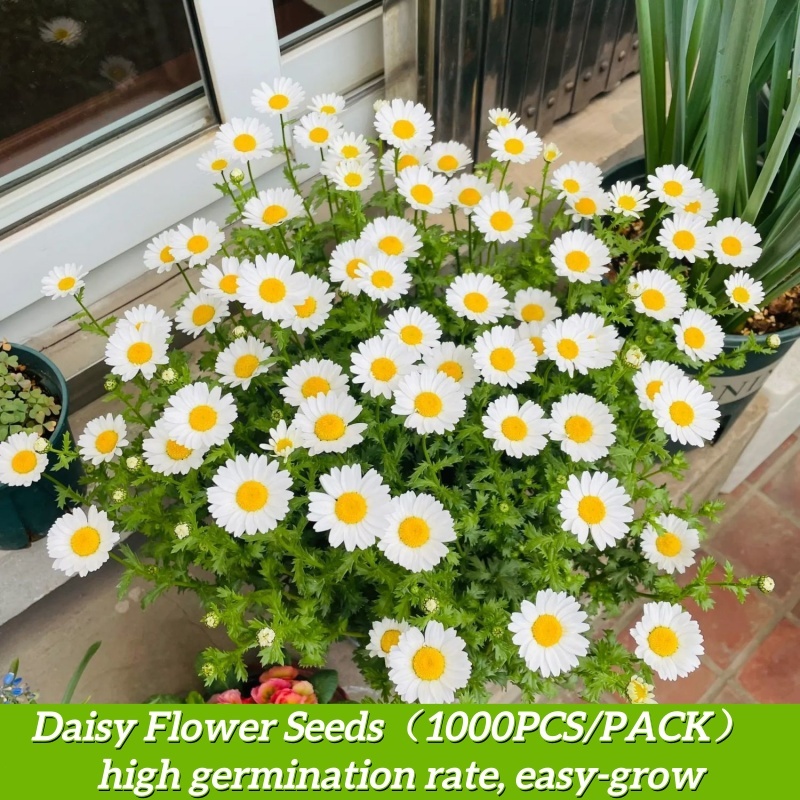 Dwarf Daisy Flower Seeds - 1000+ Compact Variety Low Water Needs ...