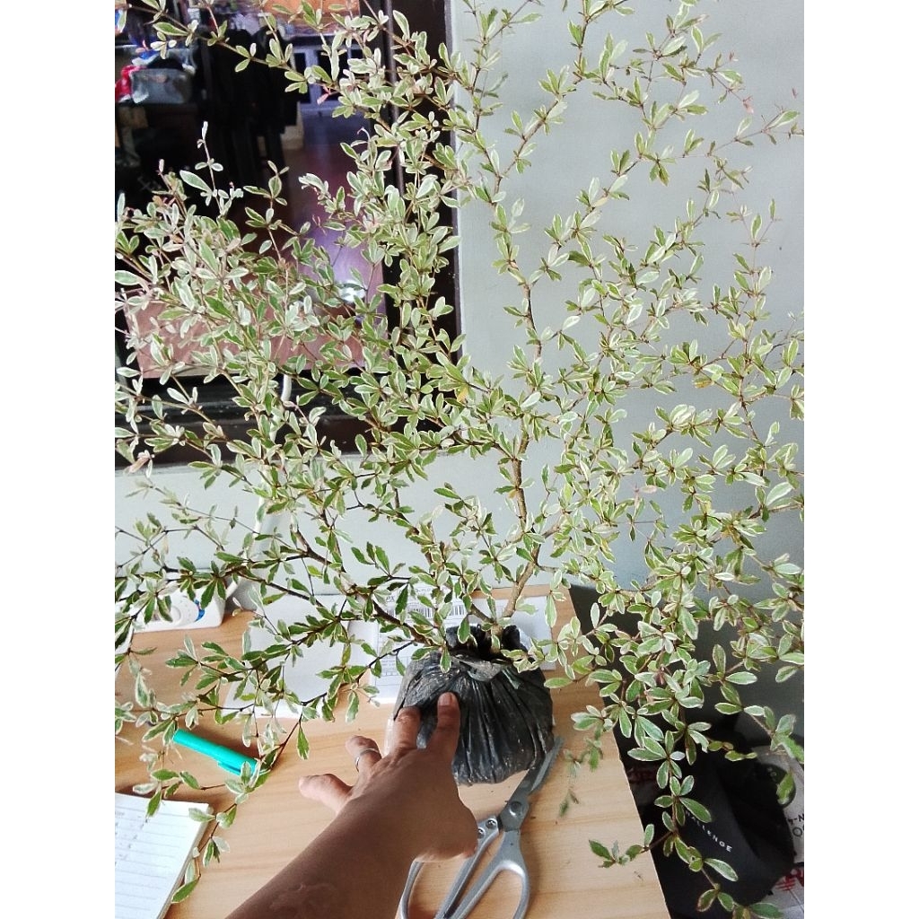 Variegated African Talisay Medium size best outdoor stablish live and ...