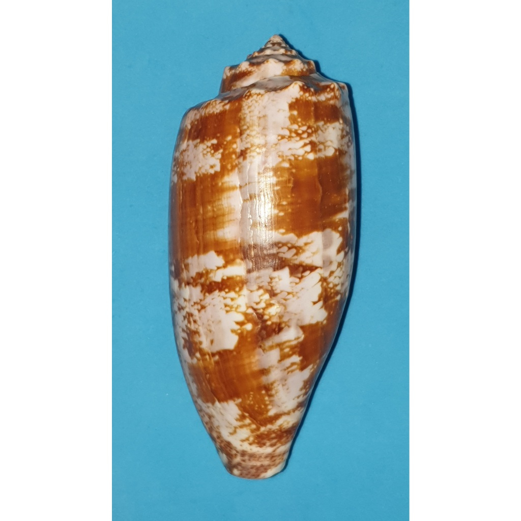 CONUS GEOGRAPHUS. Unusual growth on Spire. | Shopee Philippines