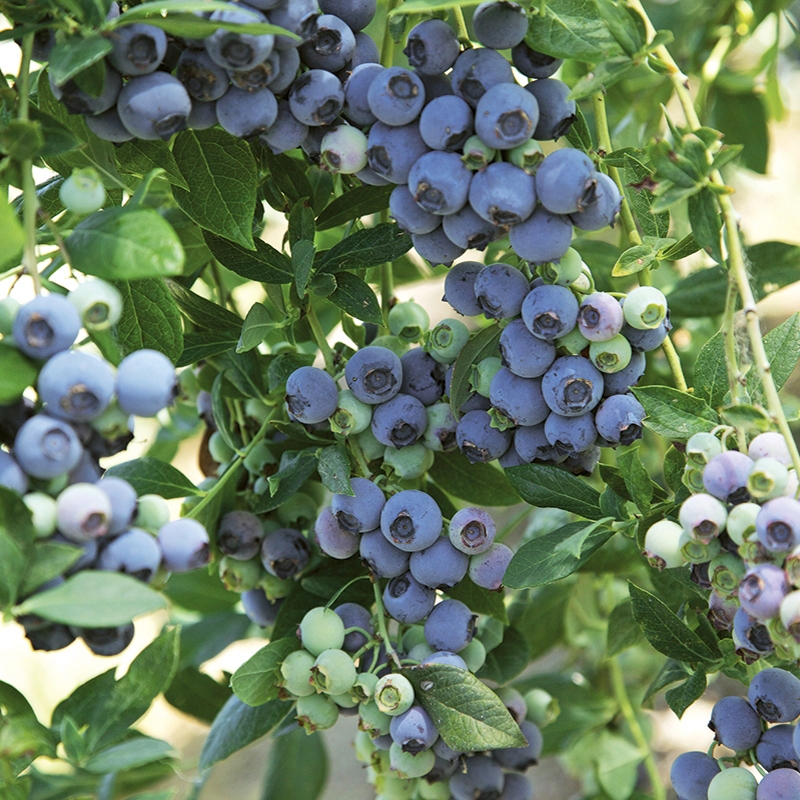 20 pcs Blueberry Seeds for Planting Fruits Organic Fresh Fruit Seeds ...