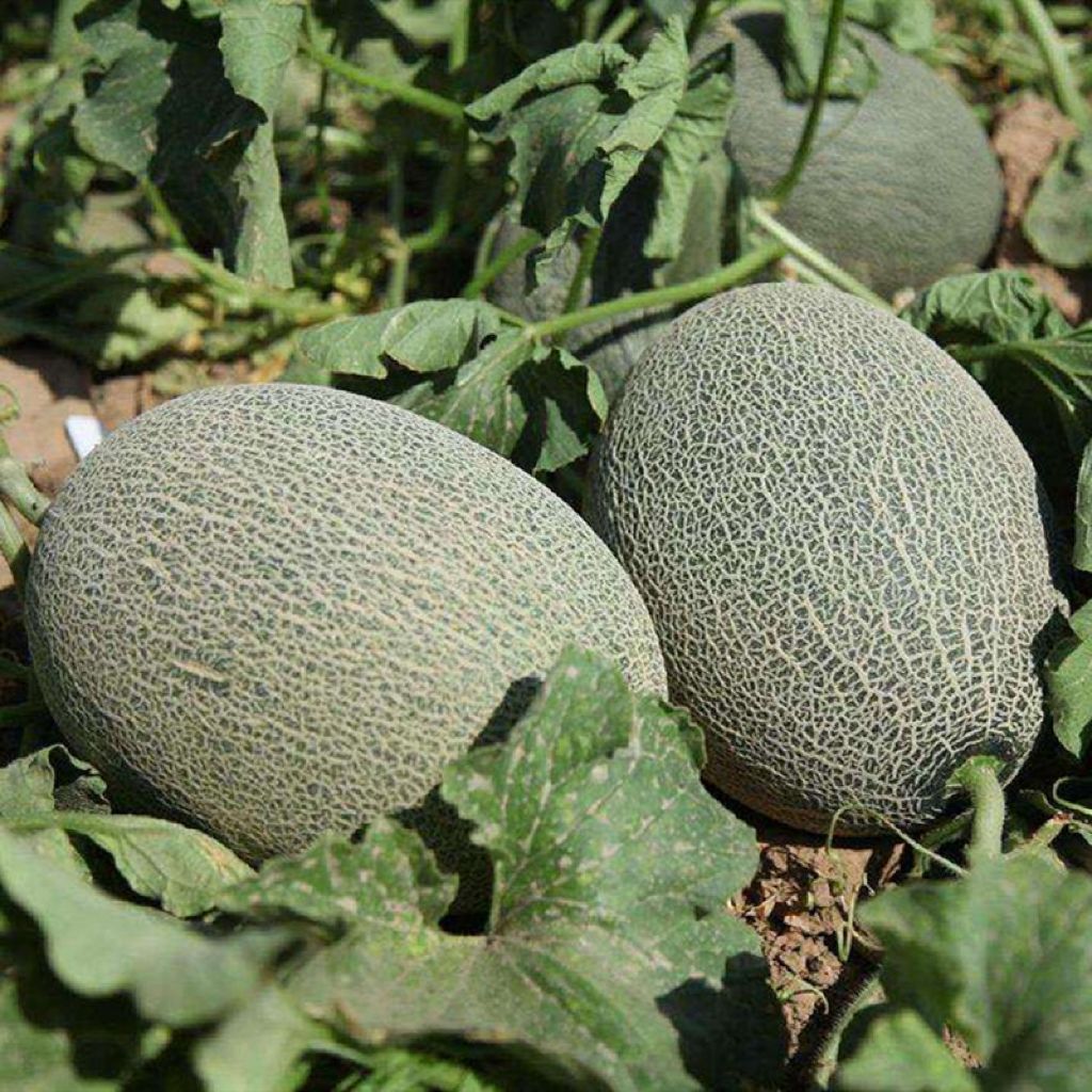 Fruit tree plants Melon seeds / hami melon seeds 20seeds Fresh /Hami ...