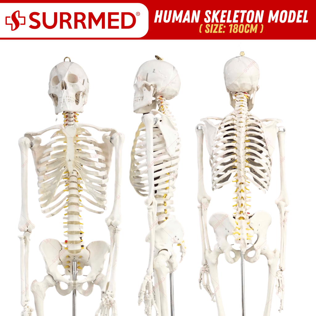 SURRMED Life-Size Human Skeleton Model | 180cm Anatomical Teaching Aid ...