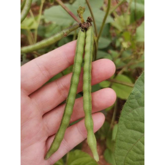 20 Red Munggo Bean Seeds Rare Bean Seeds Mung Bean Seeds Garden Beans ...