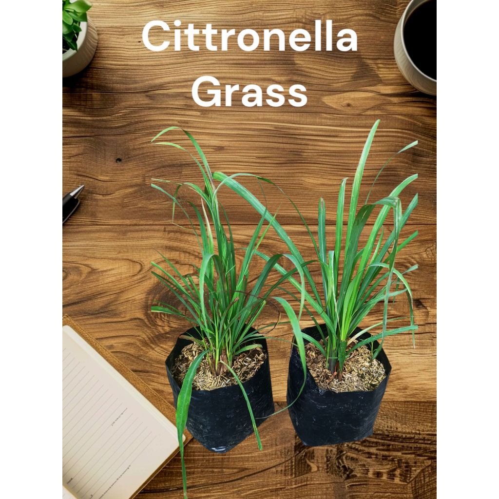 [BAGSAK PRESYO] BUY1 TAKE1 CITRONELLA PLANT (Not Seeds) With Free ...