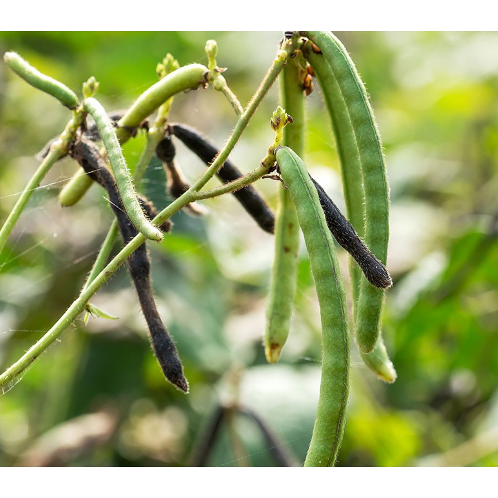 Yellow monggo Seeds for planting (50 seeds) | Shopee Philippines