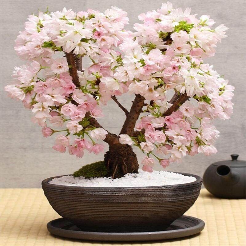 Japanese Sakura Seeds 20seeds/pack Cherry Blossom Bonsai Seeds Bulaklak ...