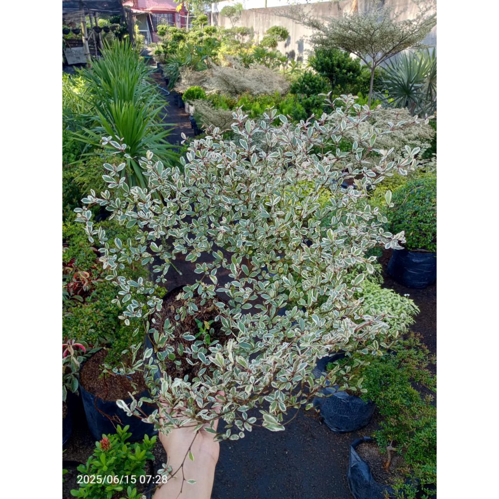 Variegated African Talisay Big size Live and Rooted | Shopee Philippines