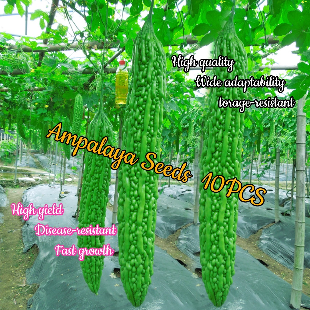 AMPALAYA hybrid seeds for planting ( 10 seeds ) VEGETABLES CONDOR SEEDS ...