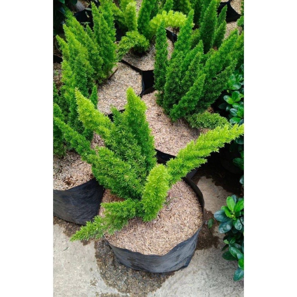 FOX TAIL POTTED PLANTS | Shopee Philippines