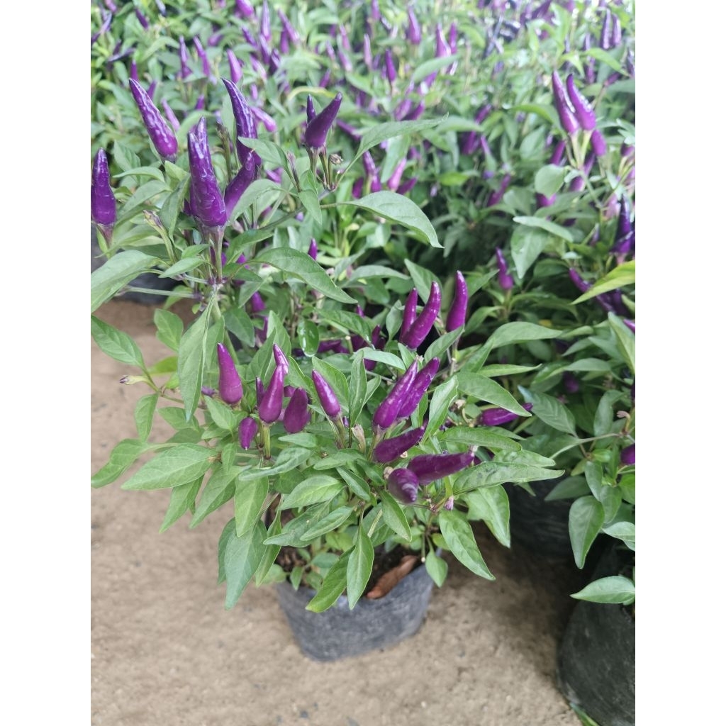 purple sili ( Korean sili) | Shopee Philippines