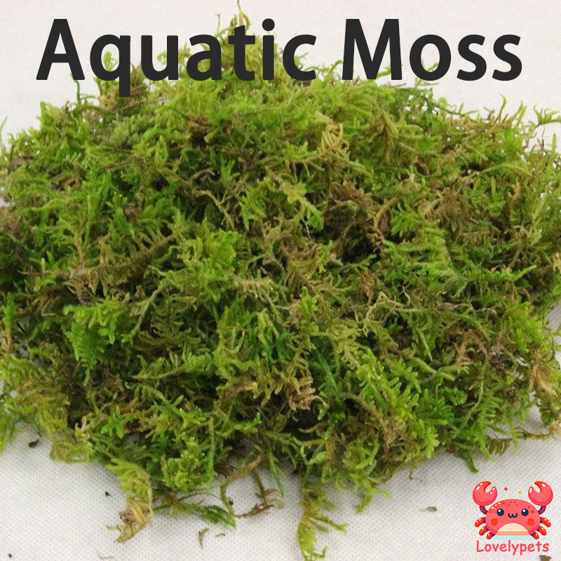 Java Moss Christmas Moss Aquatic Plants Aquascaping Decoration ...
