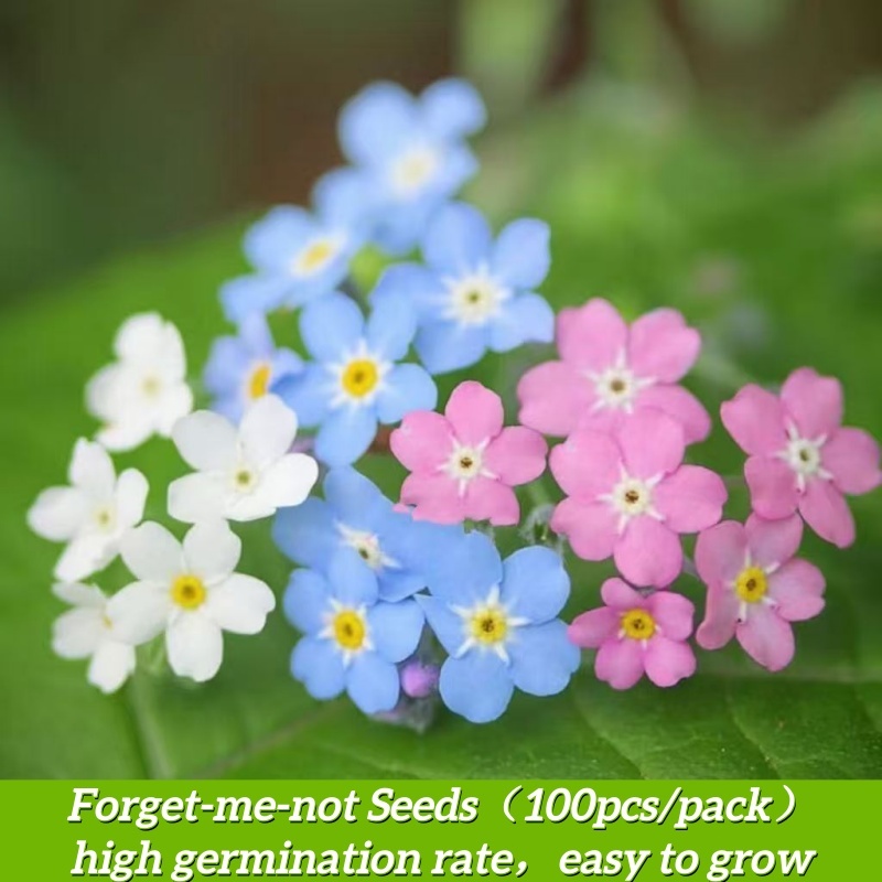 100Pcs/Pack Mixed Forget-Me-Not Seeds,Shades of Blue, Pink, White ...