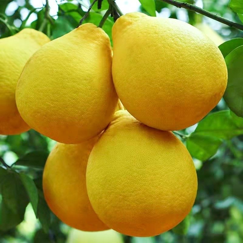 10 seeds High Yield Dwarf Pomelo Seeds for Planting Fruit Trees Fast ...