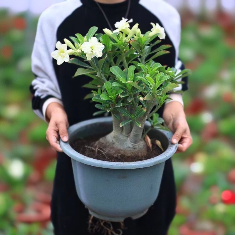 100seeds Adenium Double Petal Seeds Mixed Color Potted Flowering Garden ...