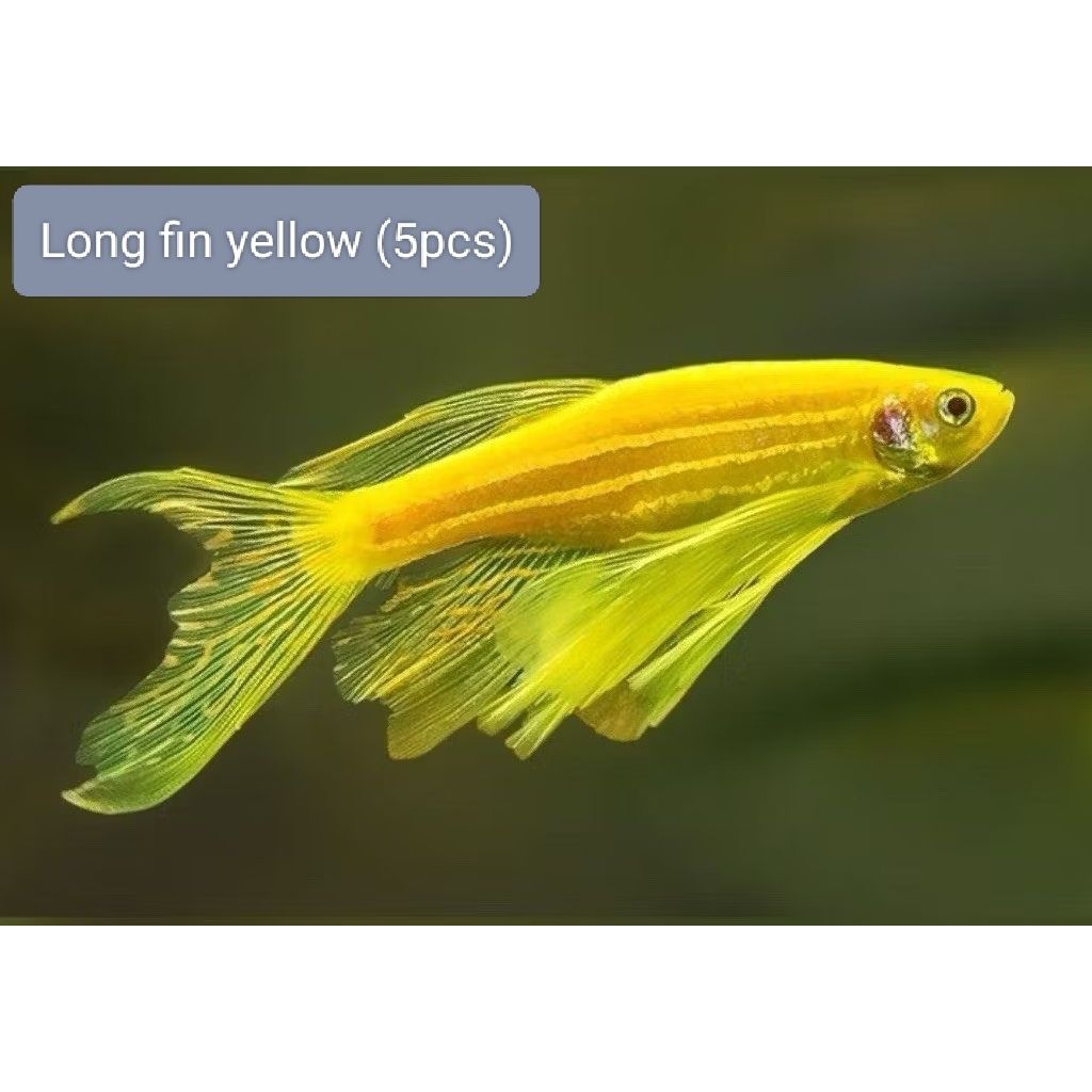 Sticker & Long Fin Yellow (5pcs) | Shopee Philippines