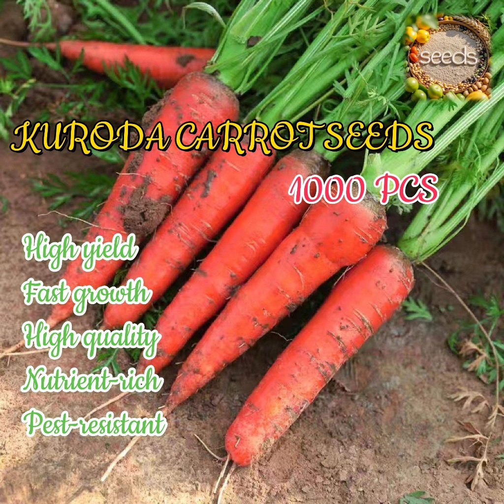 Red Carrot Seed - F1 Hybrid 1000 Seeds High Yielding Variety Sweet ...