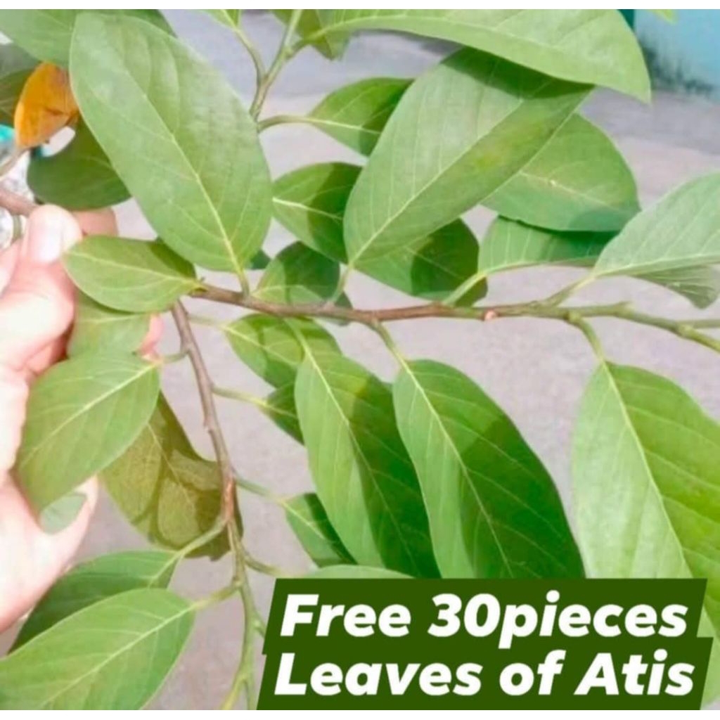 Sanga ng Atis (1pieces) | Shopee Philippines