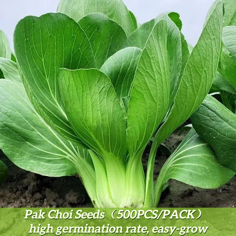 500 Pcs/bag Fresh Pak Choi Seeds Easy to Grow, Fast Germination, Good ...