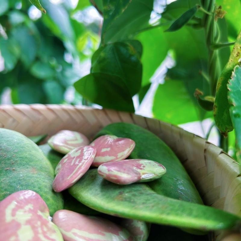 Native patani Seeds(lima beans)5pcs seeds for planting-High-yielding ...