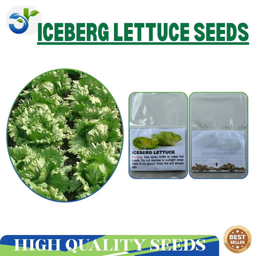 Iceberg Lettuce Seeds / 50seeds - (1pack) | Shopee Philippines