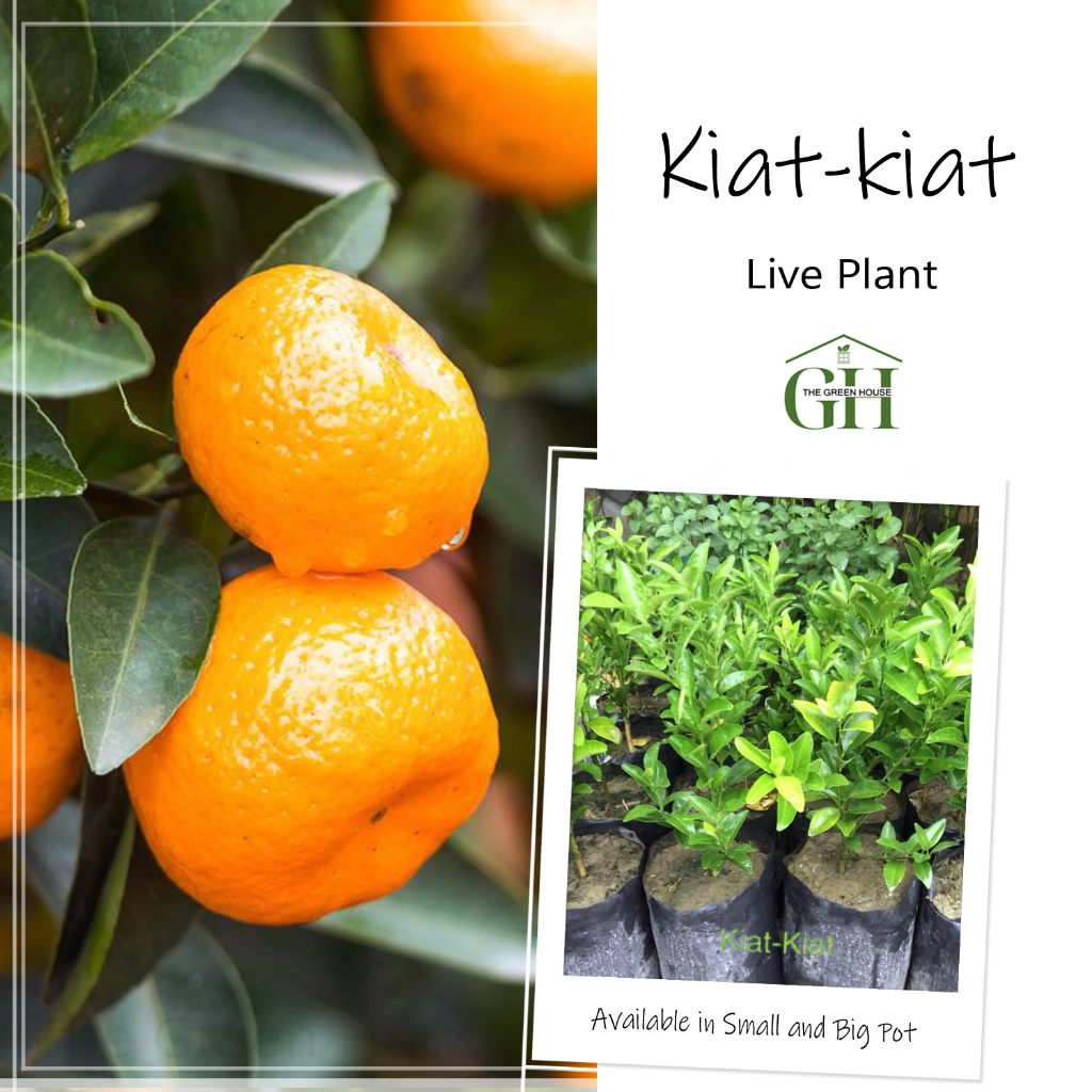 KIAT-KIAT and CITRUS Seedlings 20 to 30 inches tall | Shopee Philippines