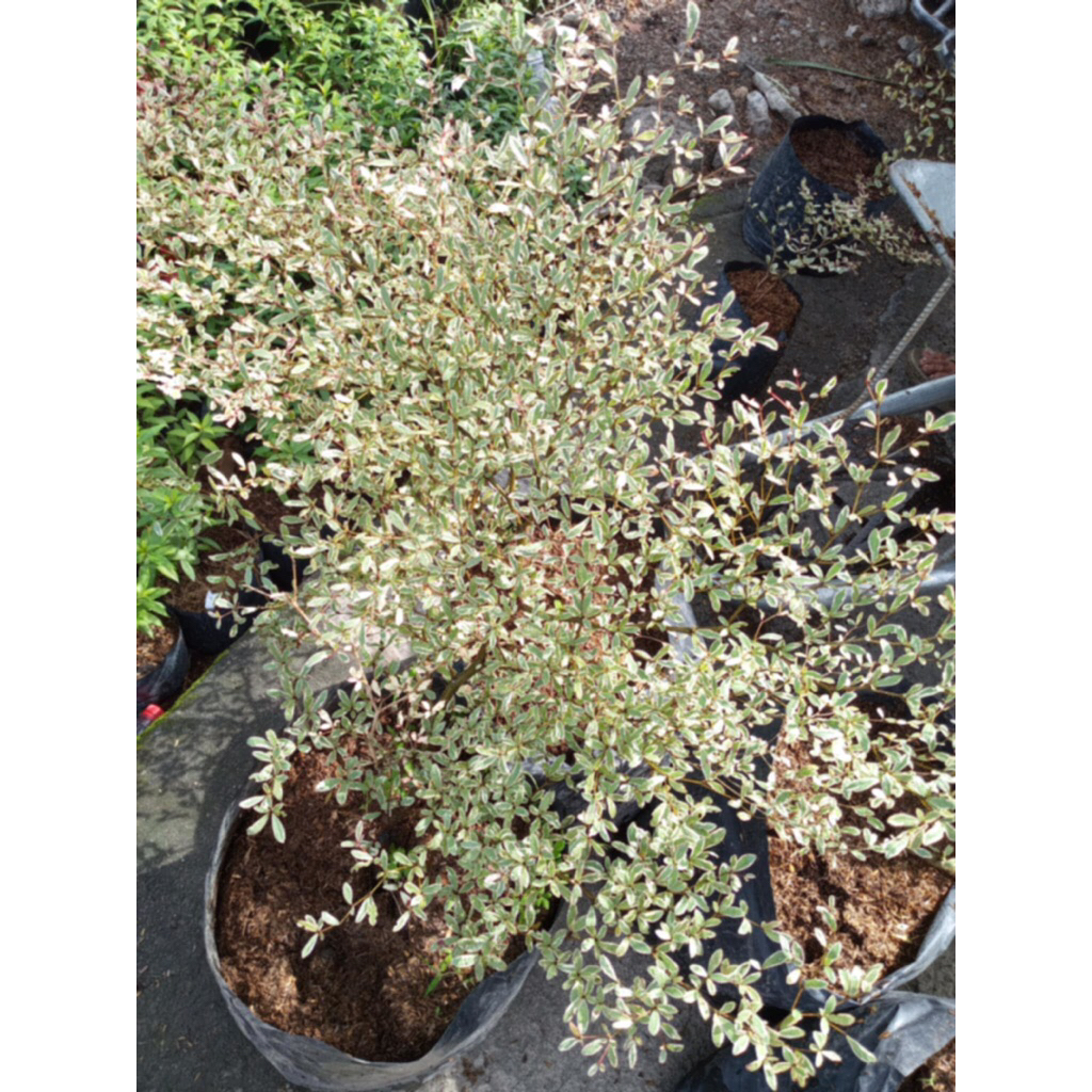 VARIEGATED AFRICAN TALISAY (BIG SIZE) ROOTED PLANT | Shopee Philippines