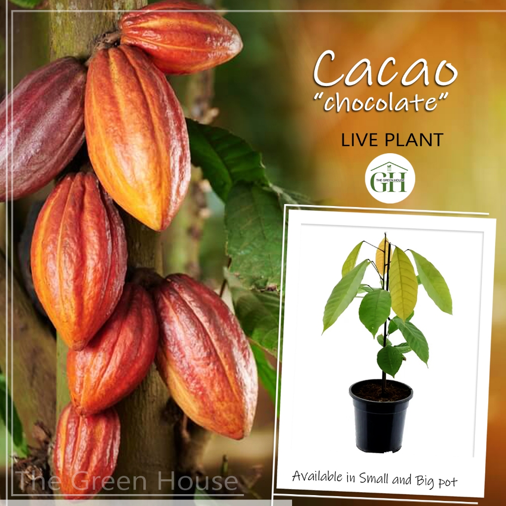 Cacao "chocolate tree' Seedlings 36 to 48 inches tall | Shopee Philippines