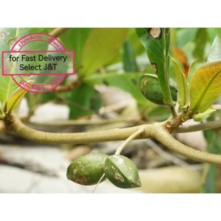 african talisay plants - Best Prices and Online Promos - Oct 2025 ...