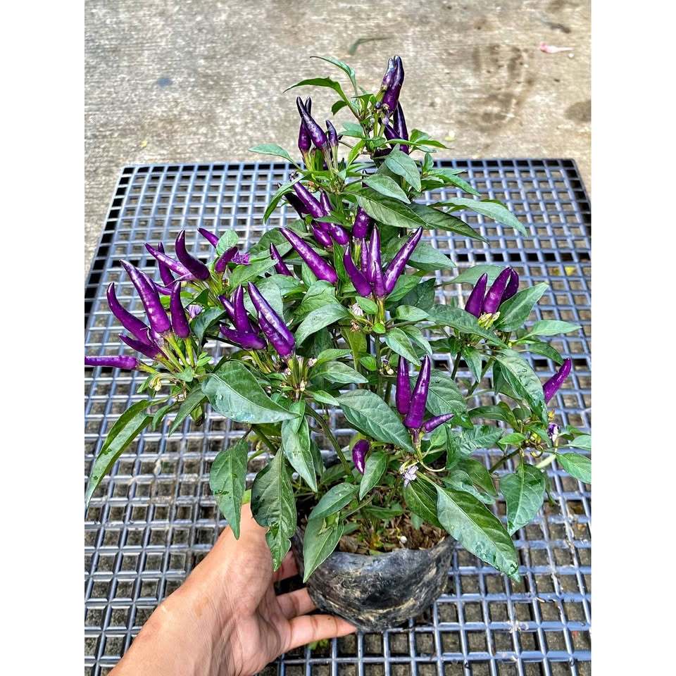 BUY 1 GET 1 FREE MALAYSIAN SILI LIVE PLANT (NOT Seeds) with FREE garden ...