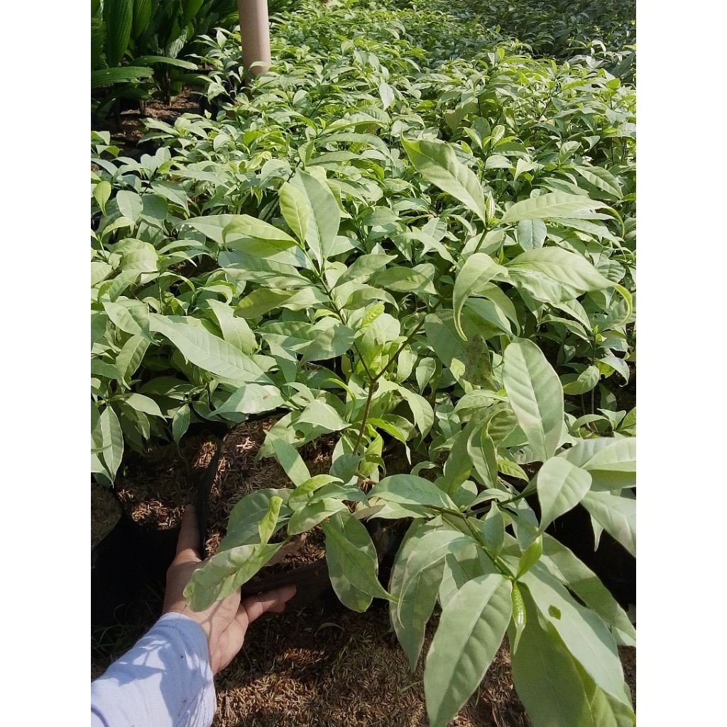 Variegated Silver Pandakaki best outdoor plant Super stablish live and ...