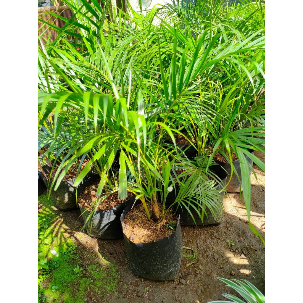 BUY1 TAKE1 PALMERA PLANT PLANT (not seeds) with FREE plastic pot, and ...