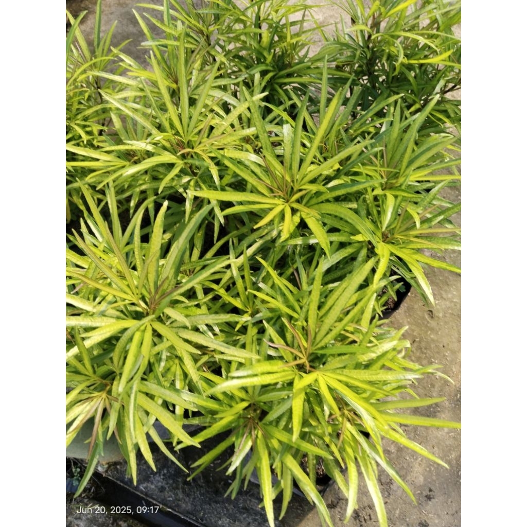 Miagos Bush-or known as osmoxylon Lineare (Ideal for Landscaping ...